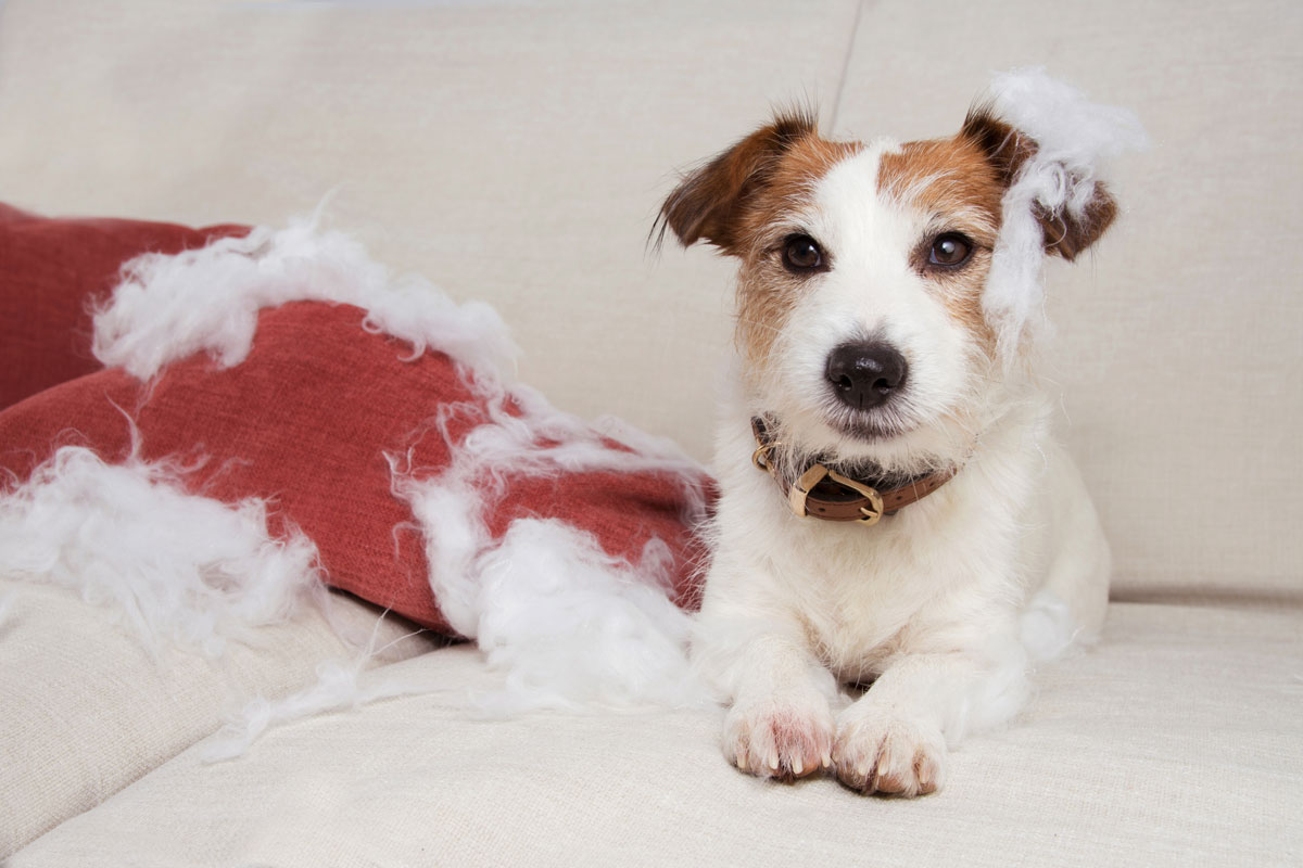 Home - Hundepsychologie und Verhaltenstherapie